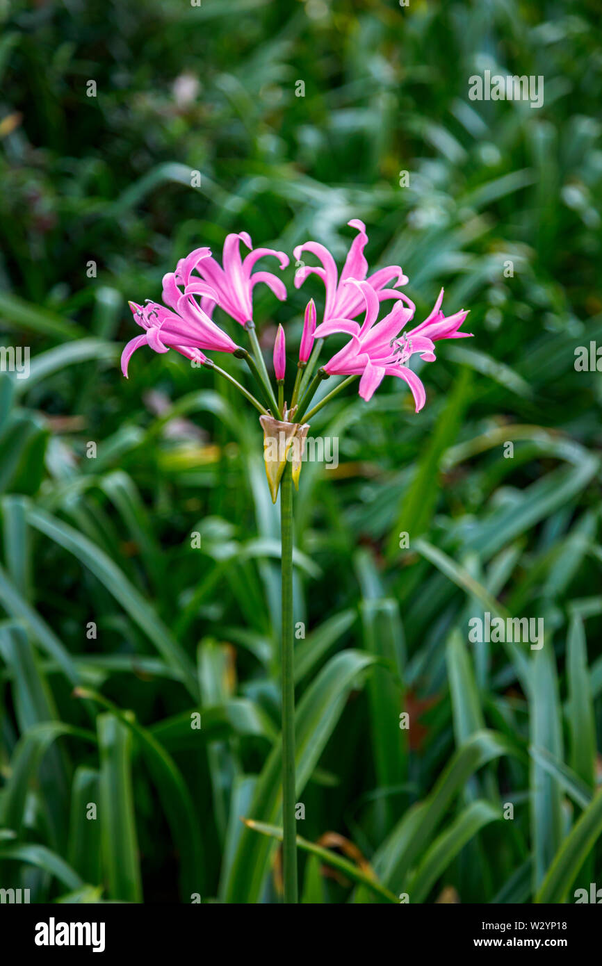 Pretty pink autumn flowering × Amarine tubergenii Belladiva Series (van ...