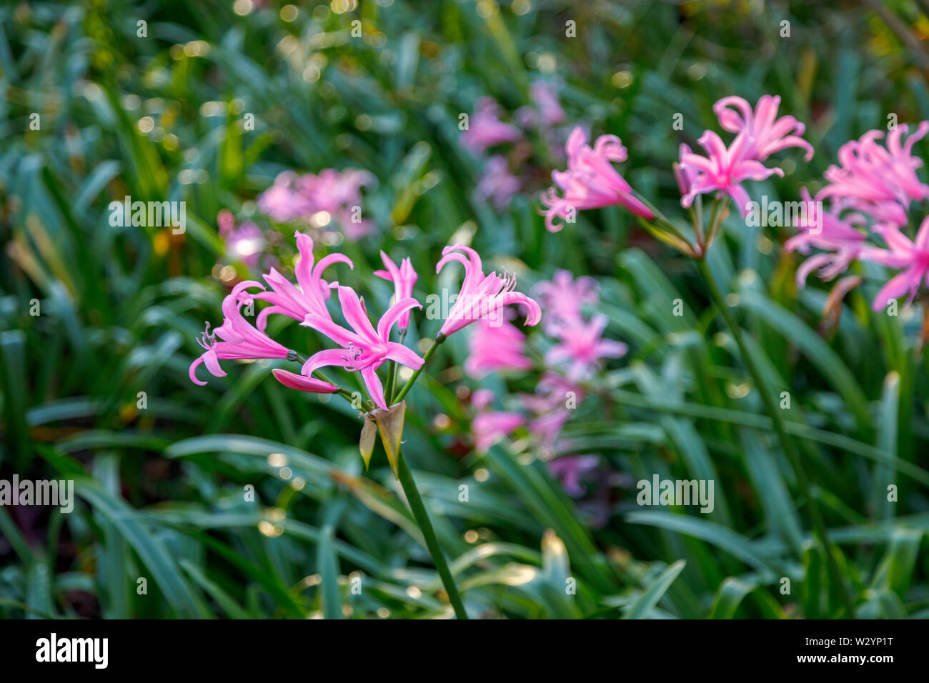 Pretty pink autumn flowering × Amarine tubergenii Belladiva Series (van ...