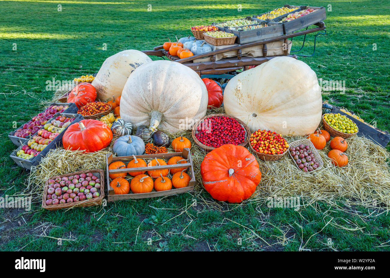 Large pumpkins hi-res stock photography and images - Alamy