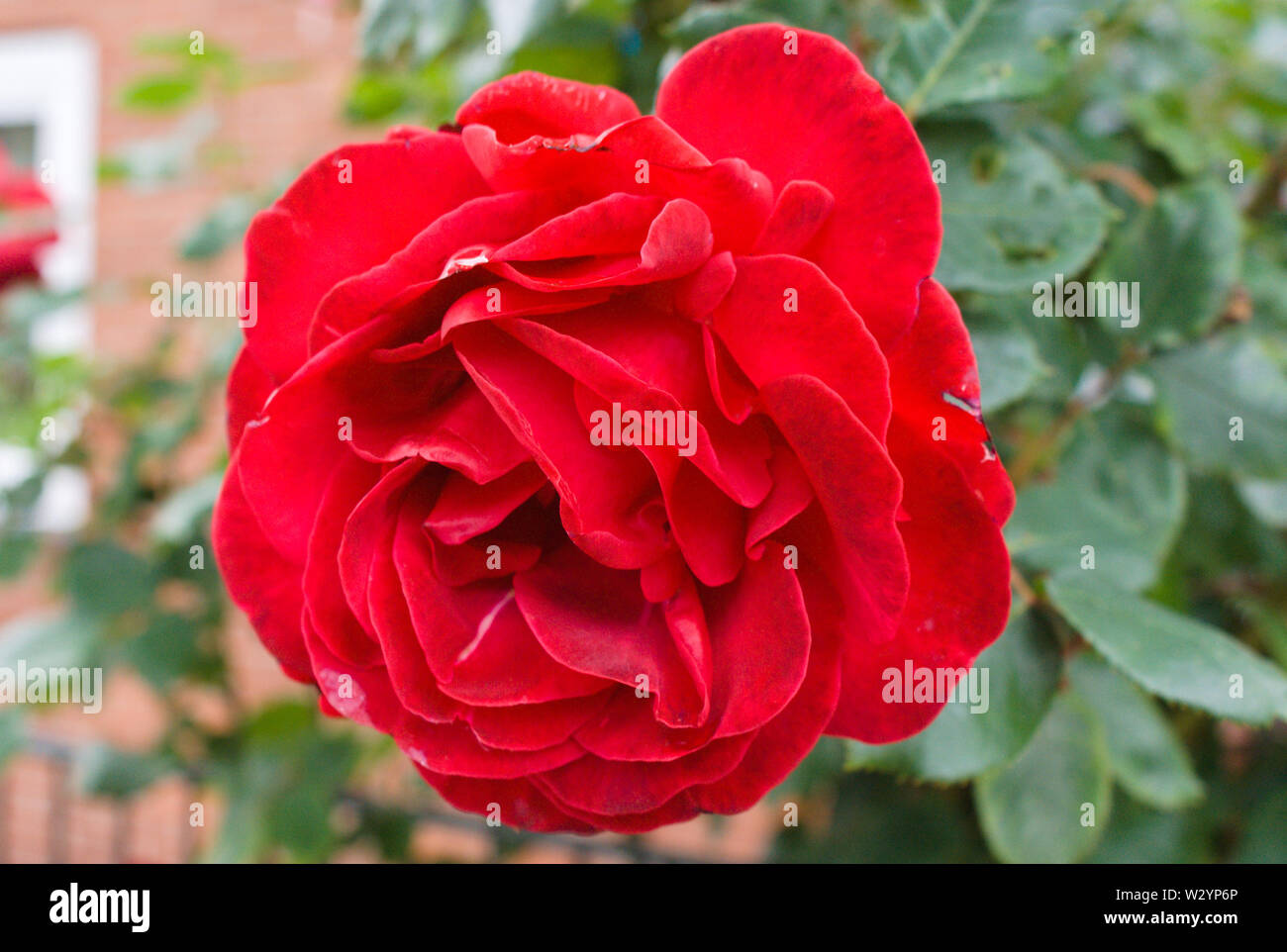 close-up of red flower with faded background Stock Photo - Alamy