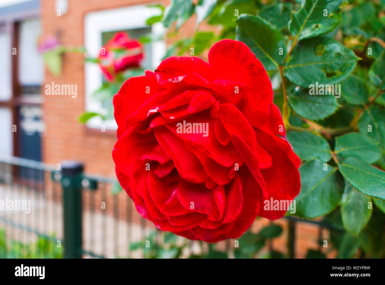close-up of red flower with faded background Stock Photo - Alamy