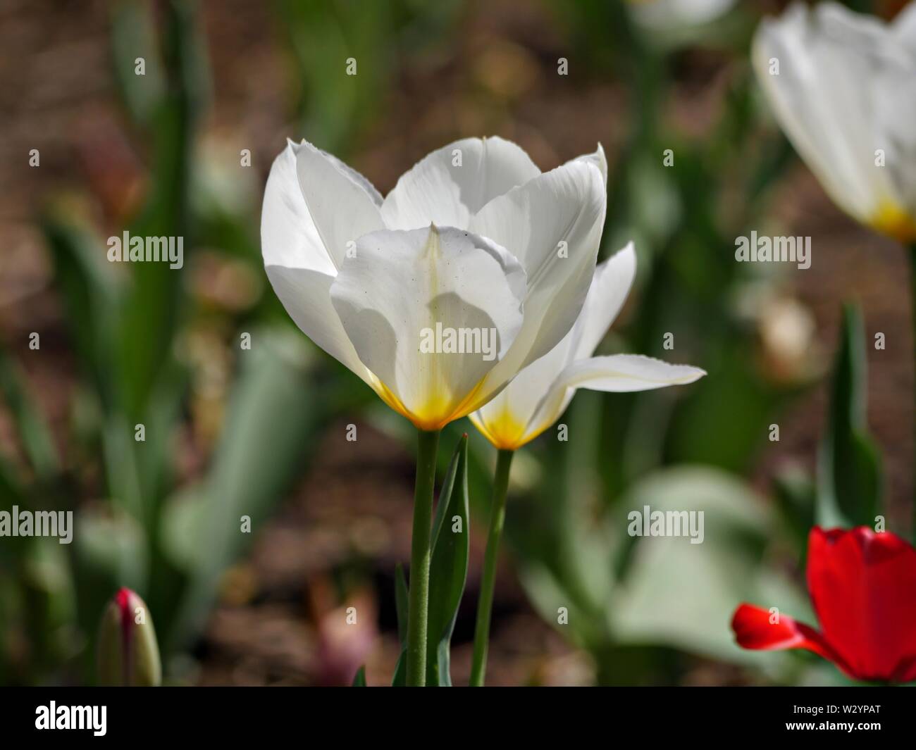 Vibrant green outlines hi-res stock photography and images - Alamy