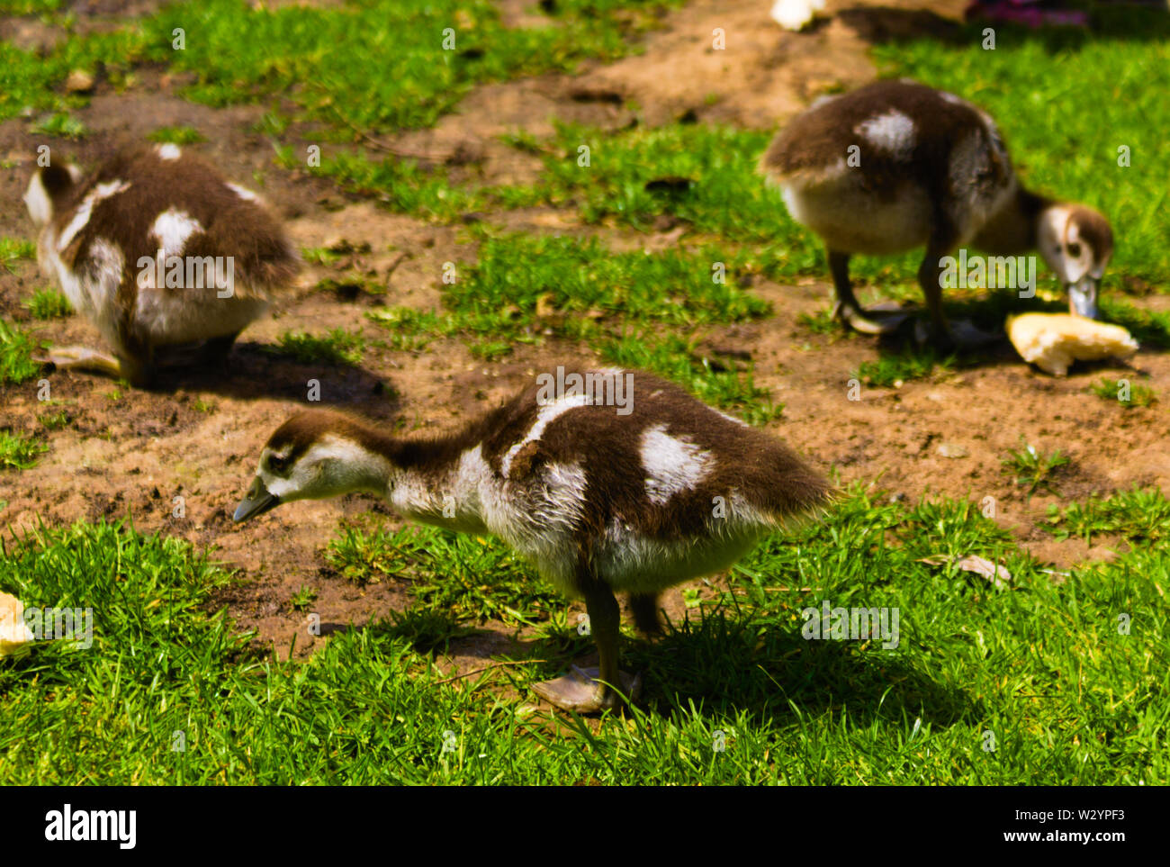 newborn baby duck playing in the Vondelpark Amsterdam Stock Photo - Alamy