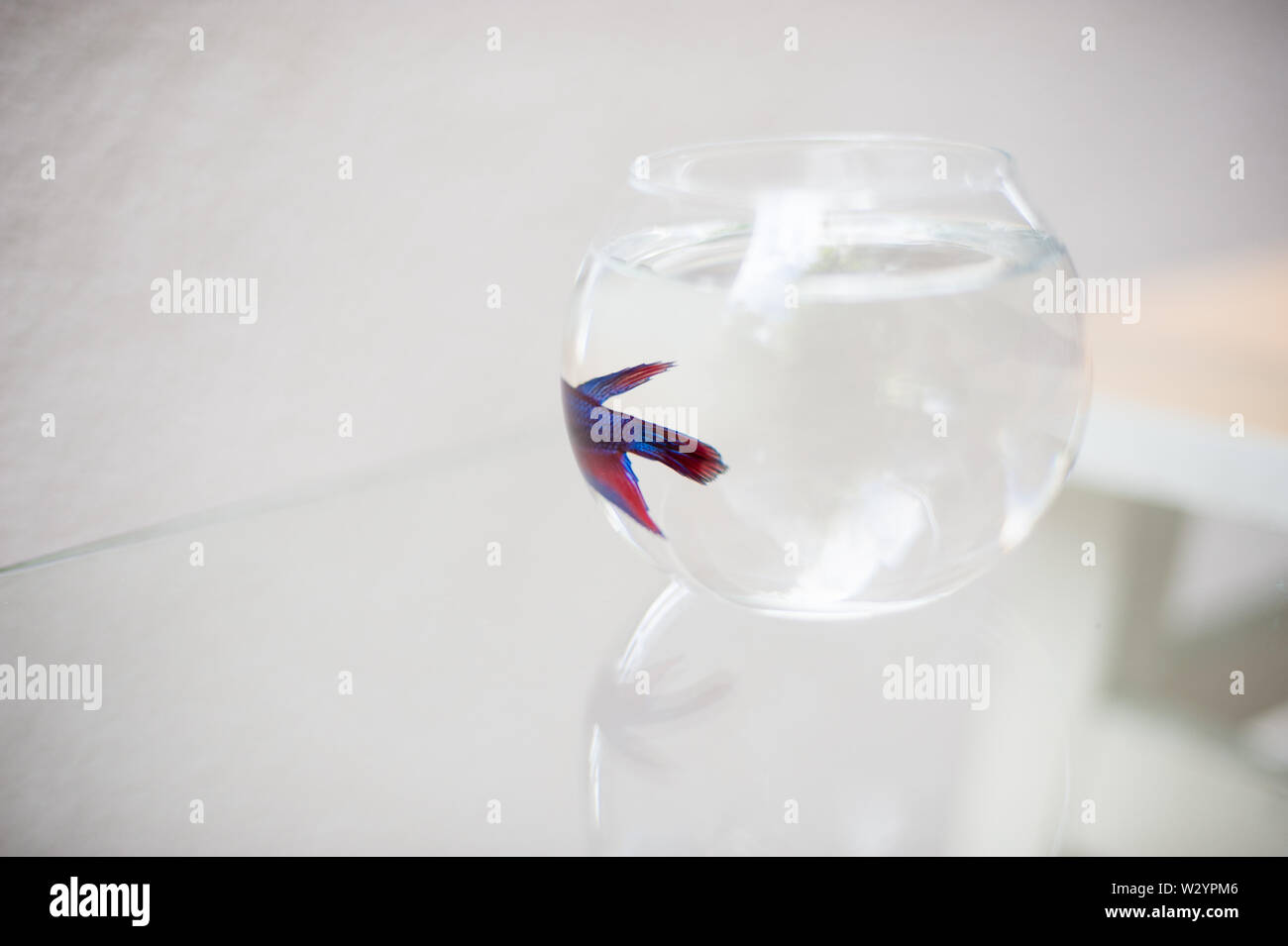 small fish in transparent water of round aquarium on glass table Stock ...