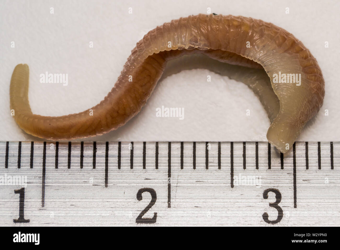 Linguatula hi-res stock photography and images - Alamy