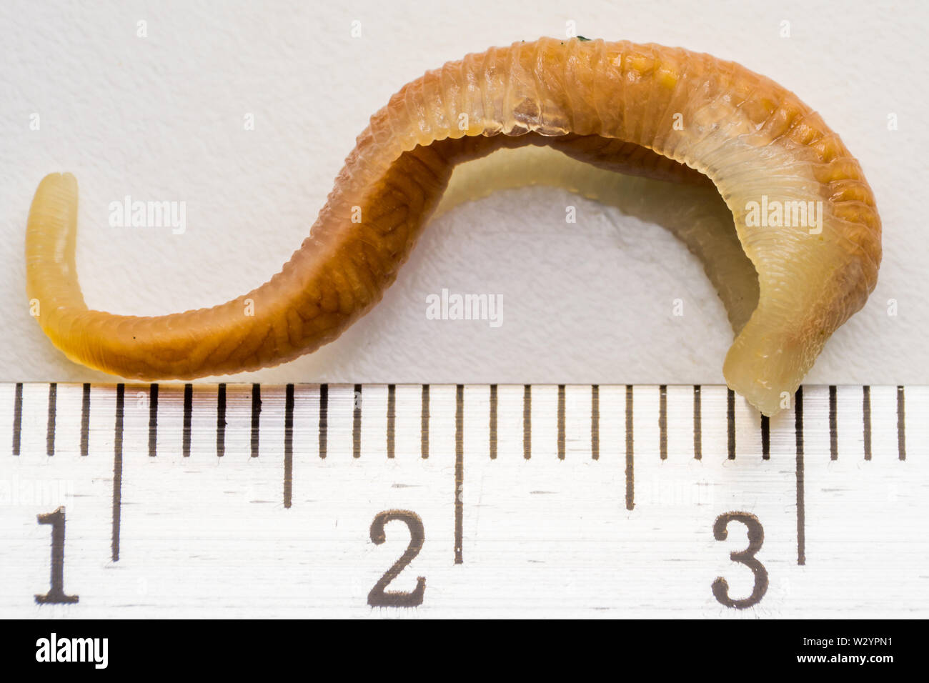 Linguatula serrata hi-res stock photography and images - Alamy