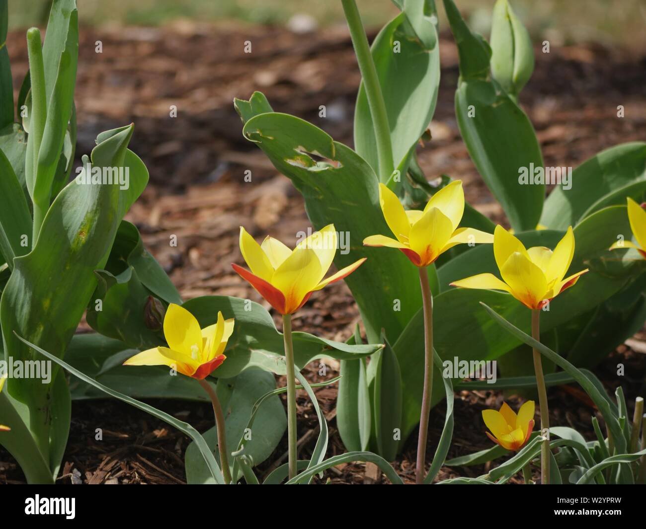 Blooming downward hi-res stock photography and images - Alamy