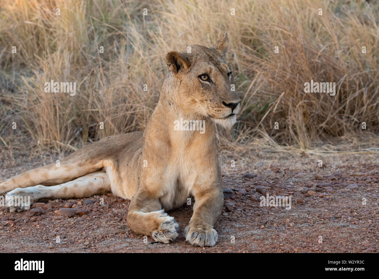 Thin skinny hi-res stock photography and images - Alamy