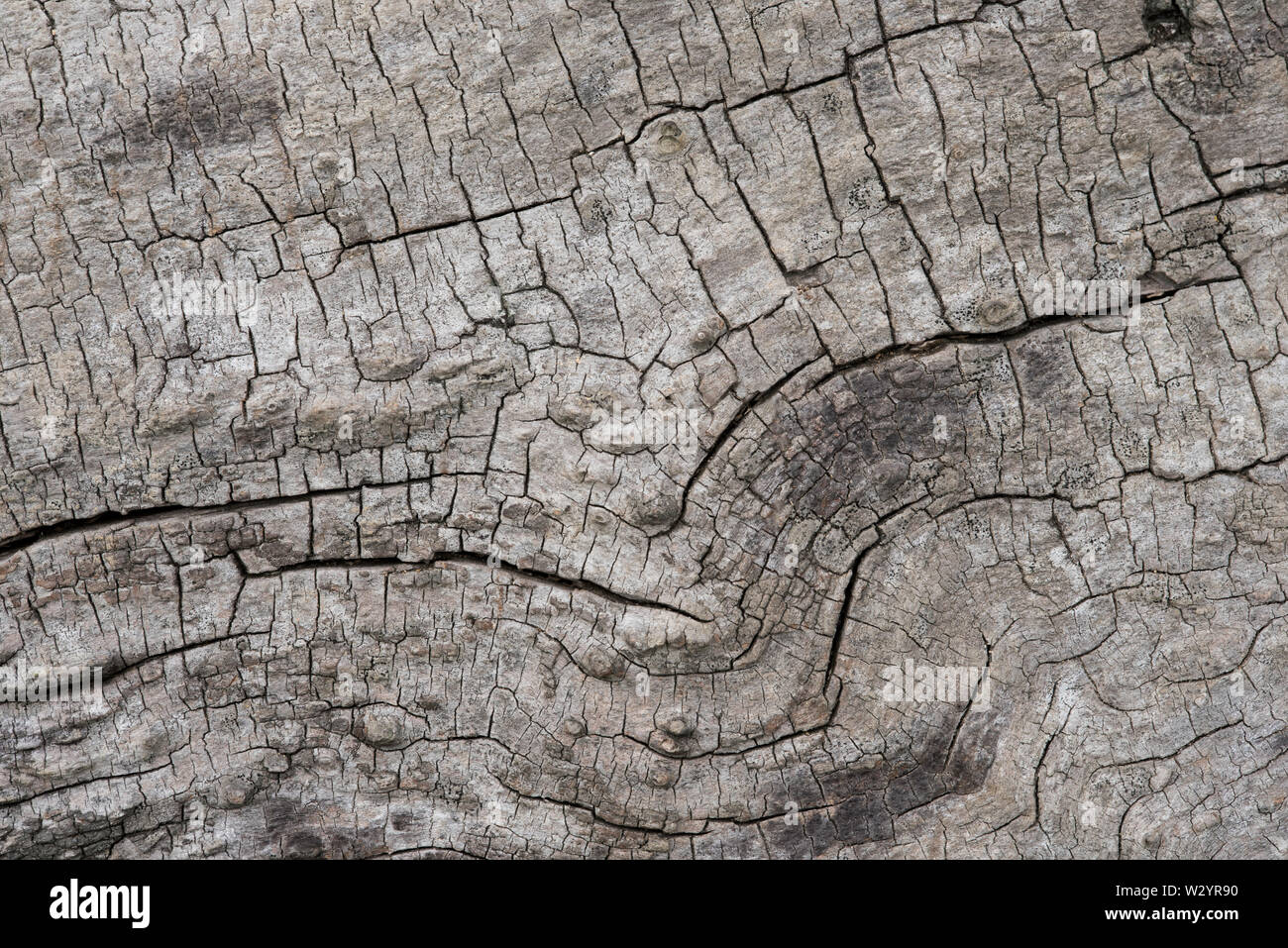 Knots texture grain wood monochrome hi-res stock photography and images ...