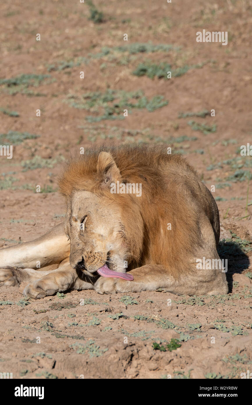 Male lion grooming hi-res stock photography and images - Alamy