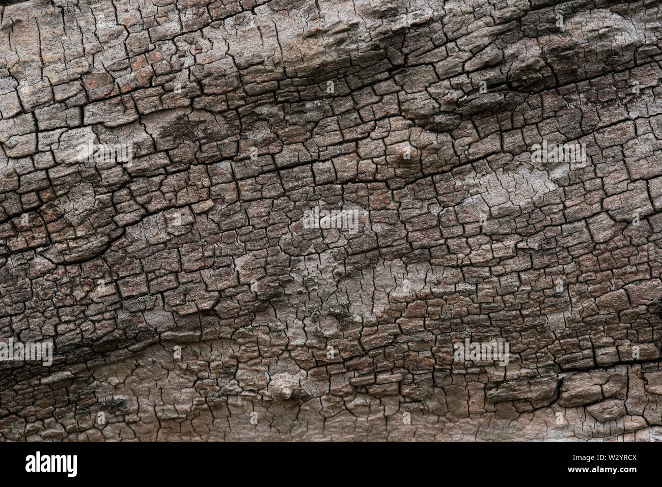 Knots texture grain wood monochrome hi-res stock photography and images ...