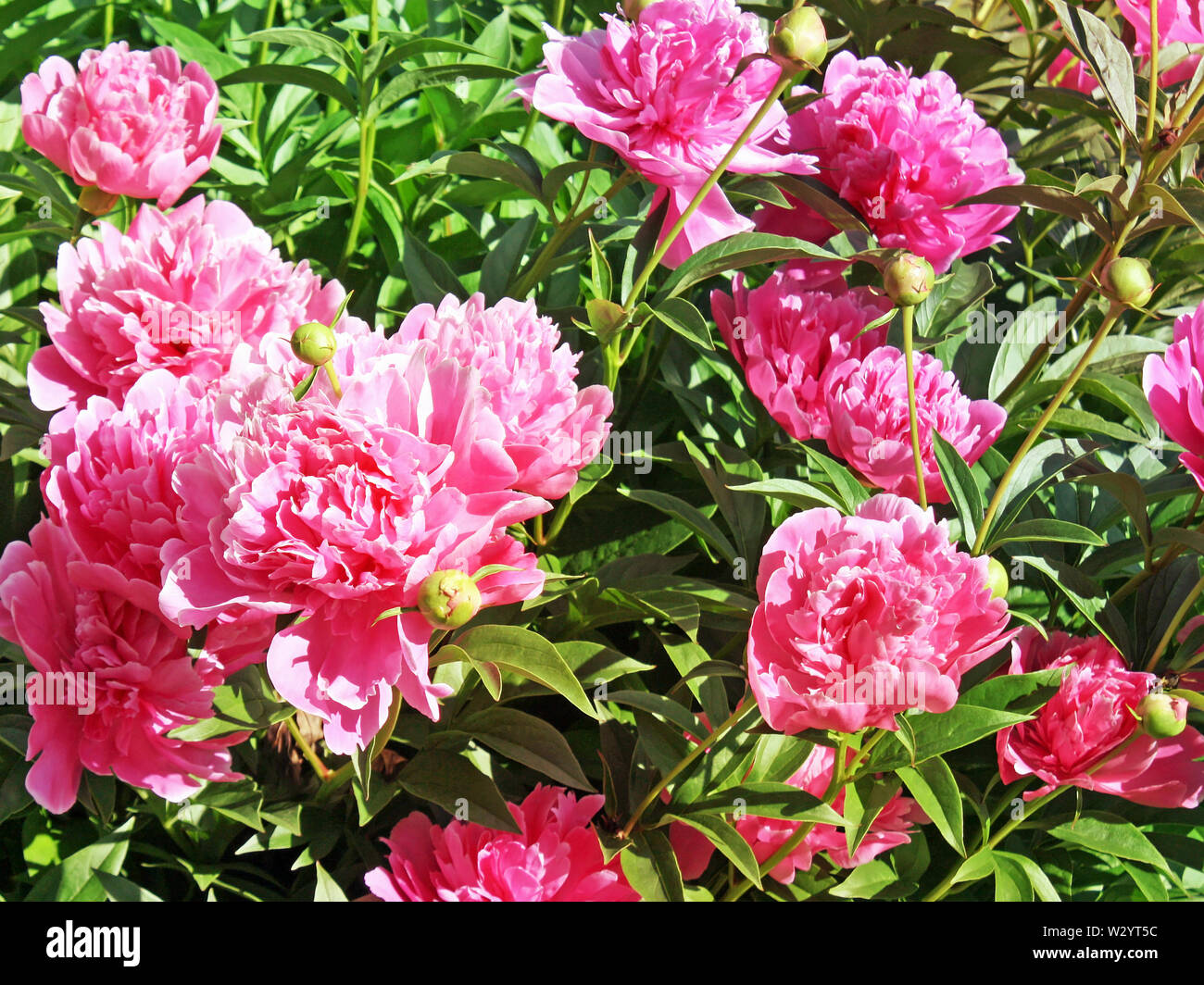 Bright pink blossoms of the Peony flower in full bloom Stock Photo - Alamy