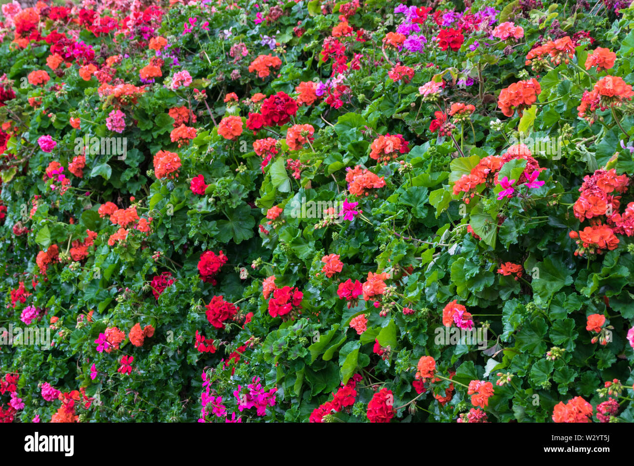 Geraniums hi-res stock photography and images - Alamy