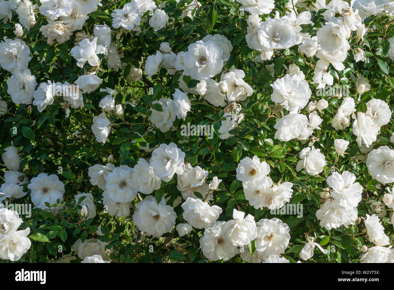 Closeup view lovely white flowers hi-res stock photography and images ...
