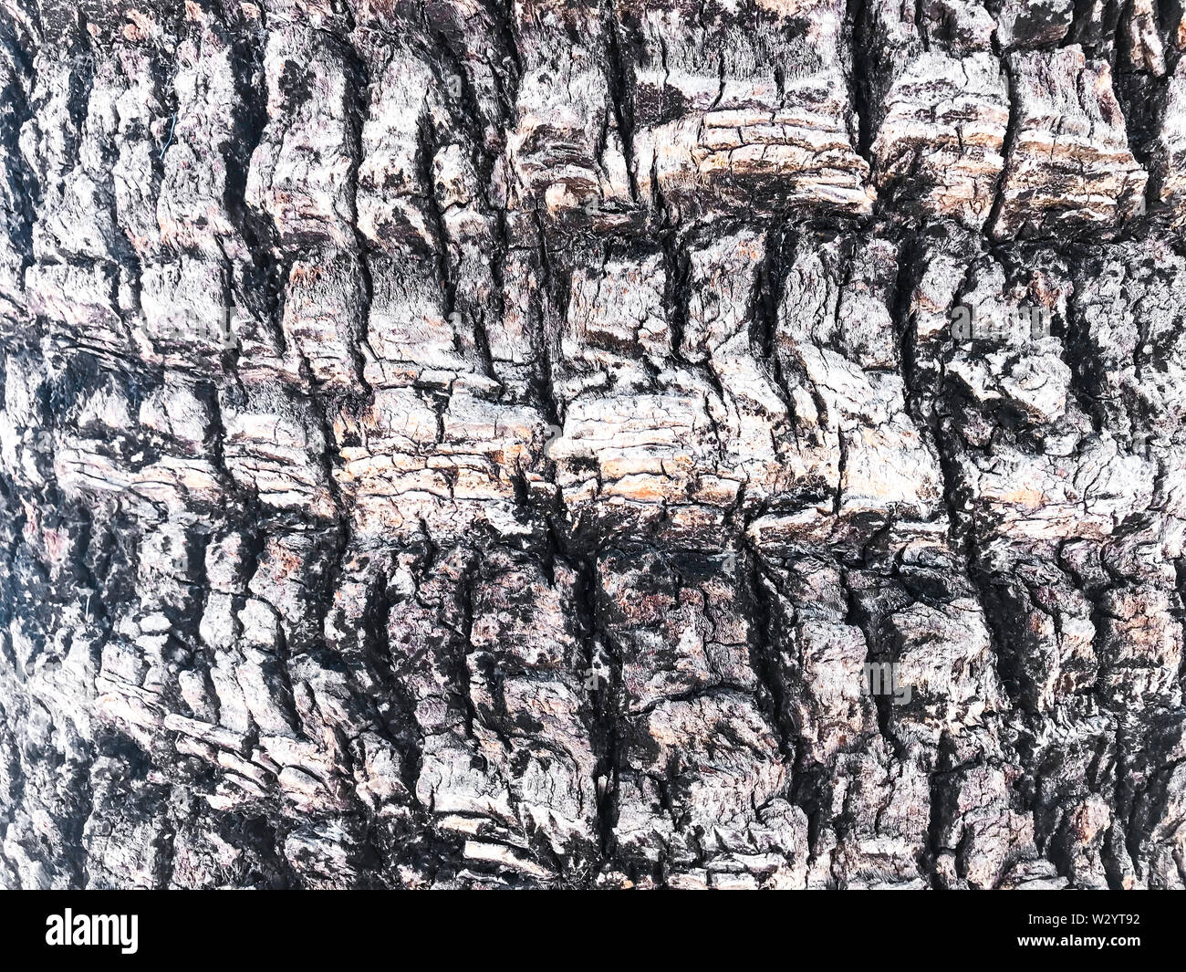 Texture of tropical tree bark Stock Photo - Alamy