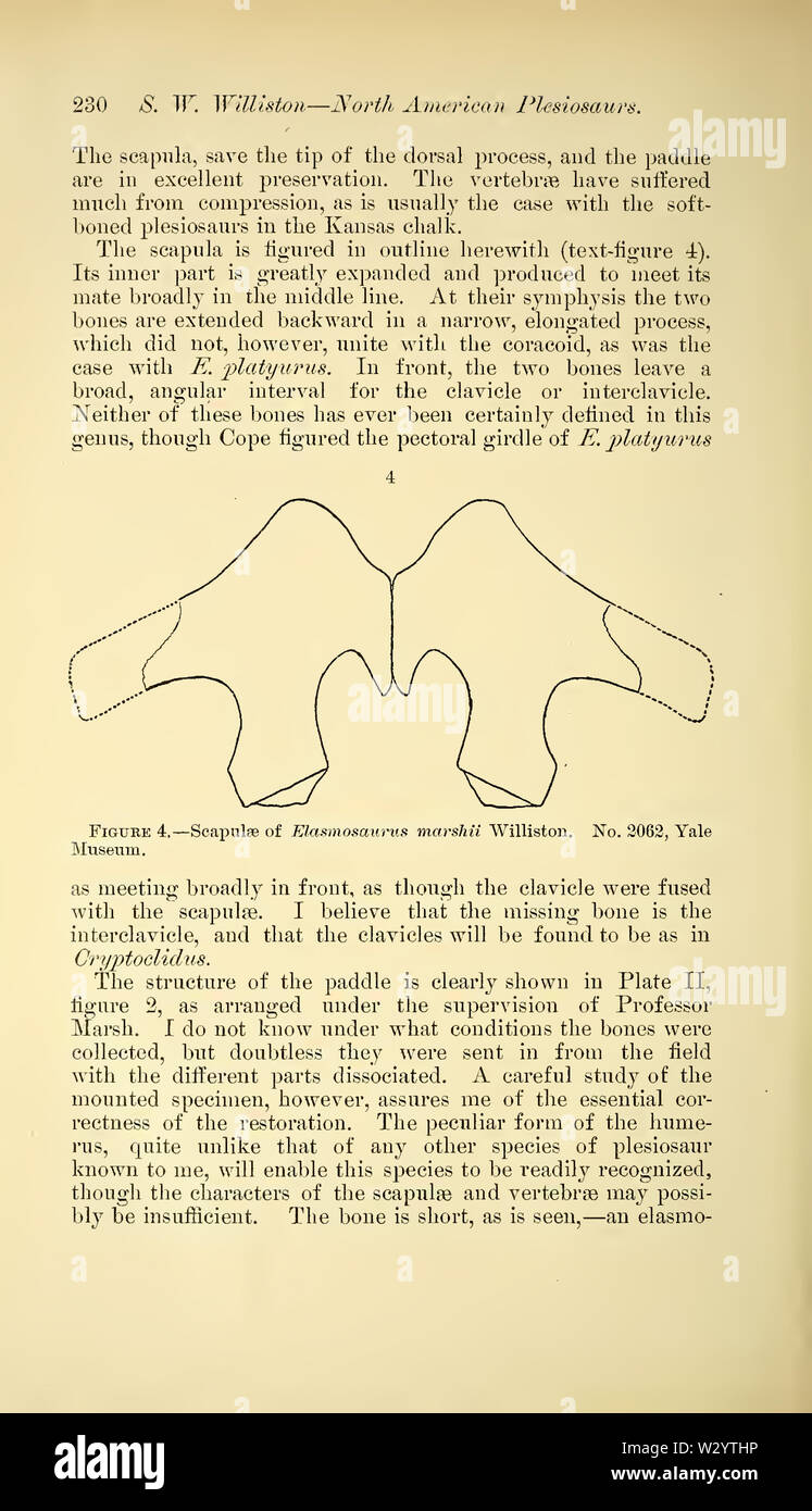 North American Plesiosaurs Elasmosaurus, Cimoliasaurus, and ...