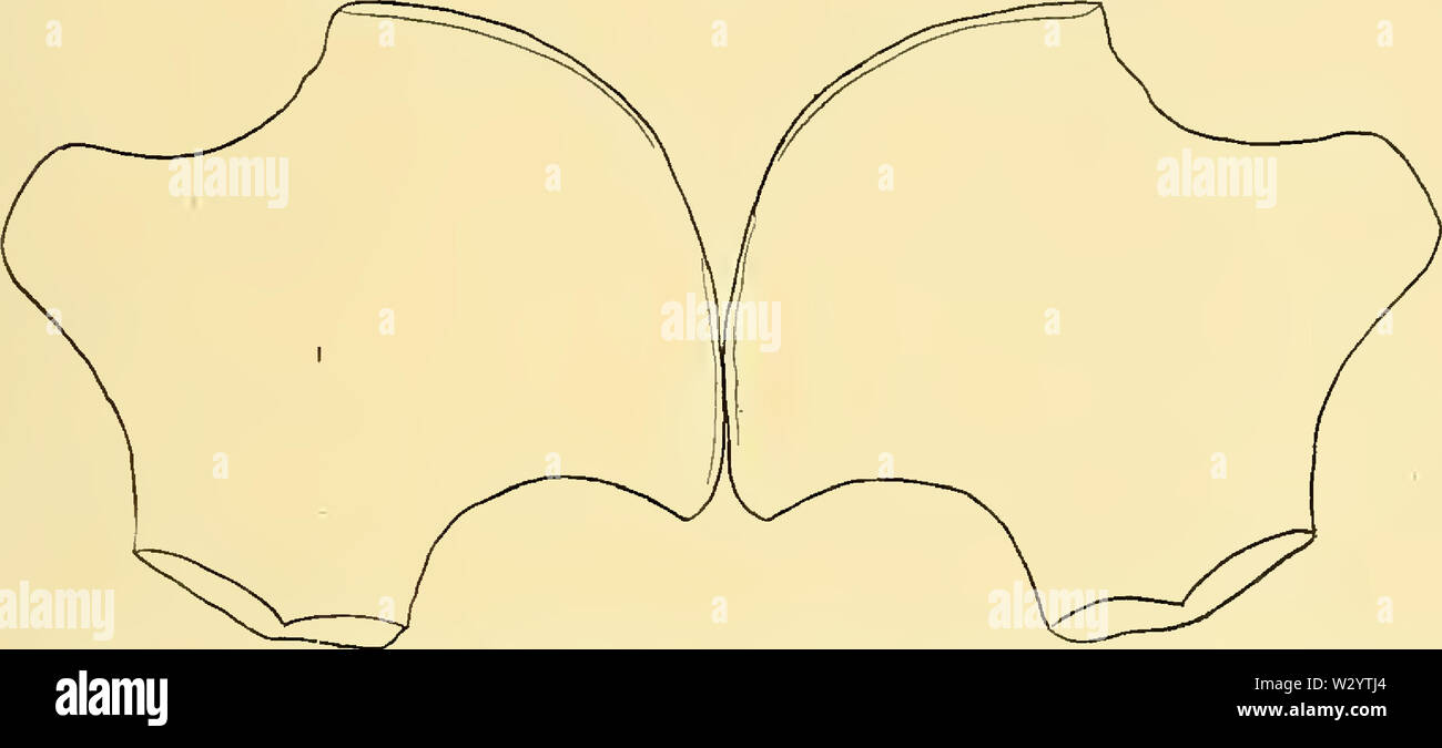 North American Plesiosaurs Elasmosaurus, Cimoliasaurus, and Polycotylus ...