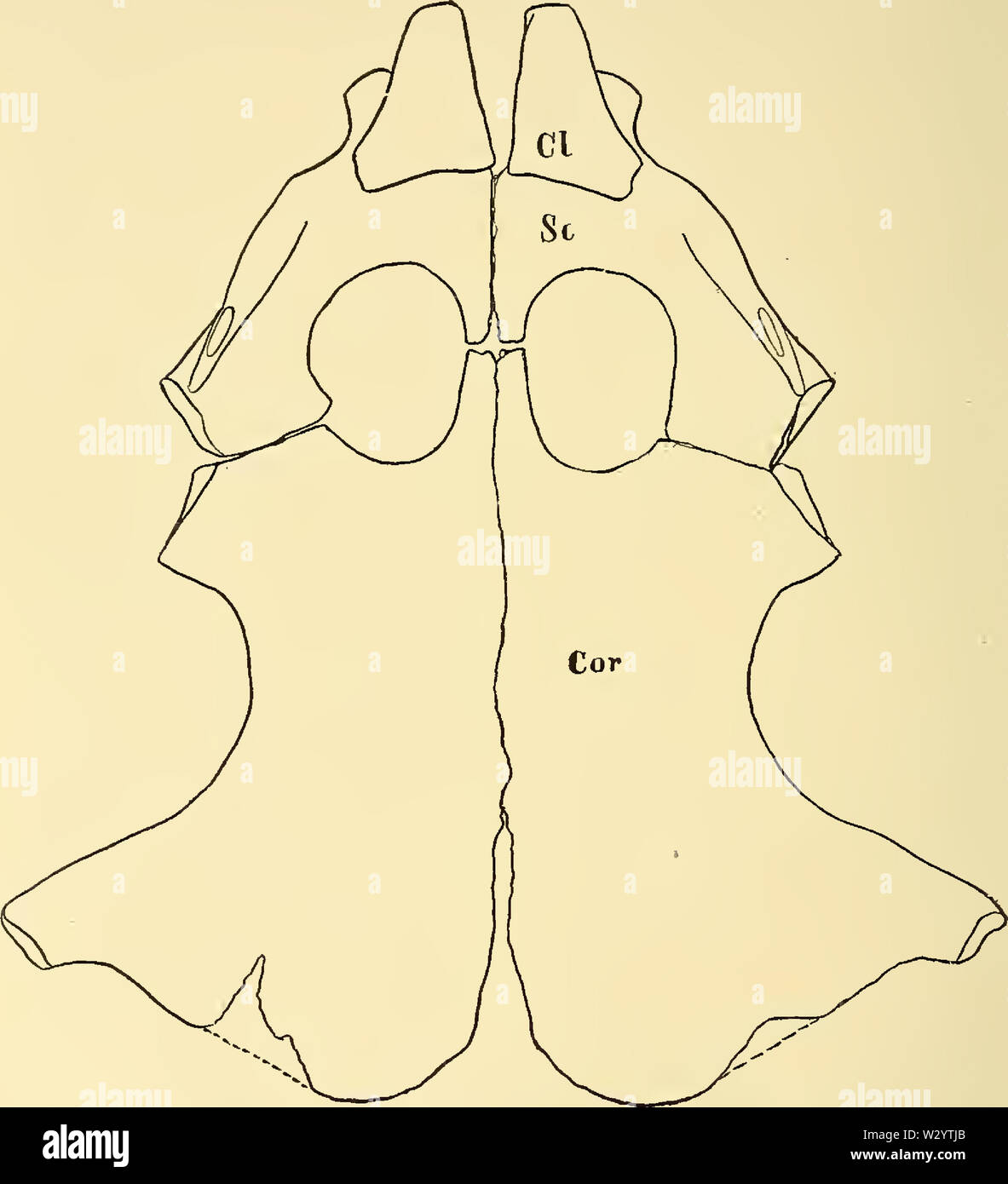 North American Plesiosaurs Elasmosaurus, Cimoliasaurus, and Polycotylus ...