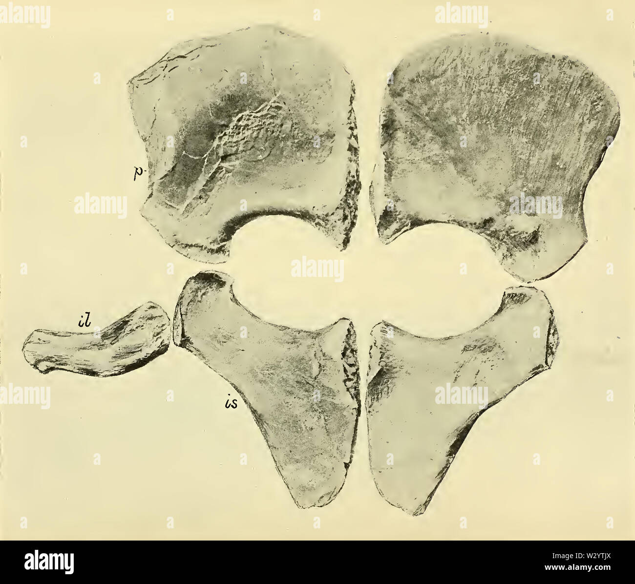 North American Plesiosaurs Elasmosaurus, Cimoliasaurus, and Polycotylus ...