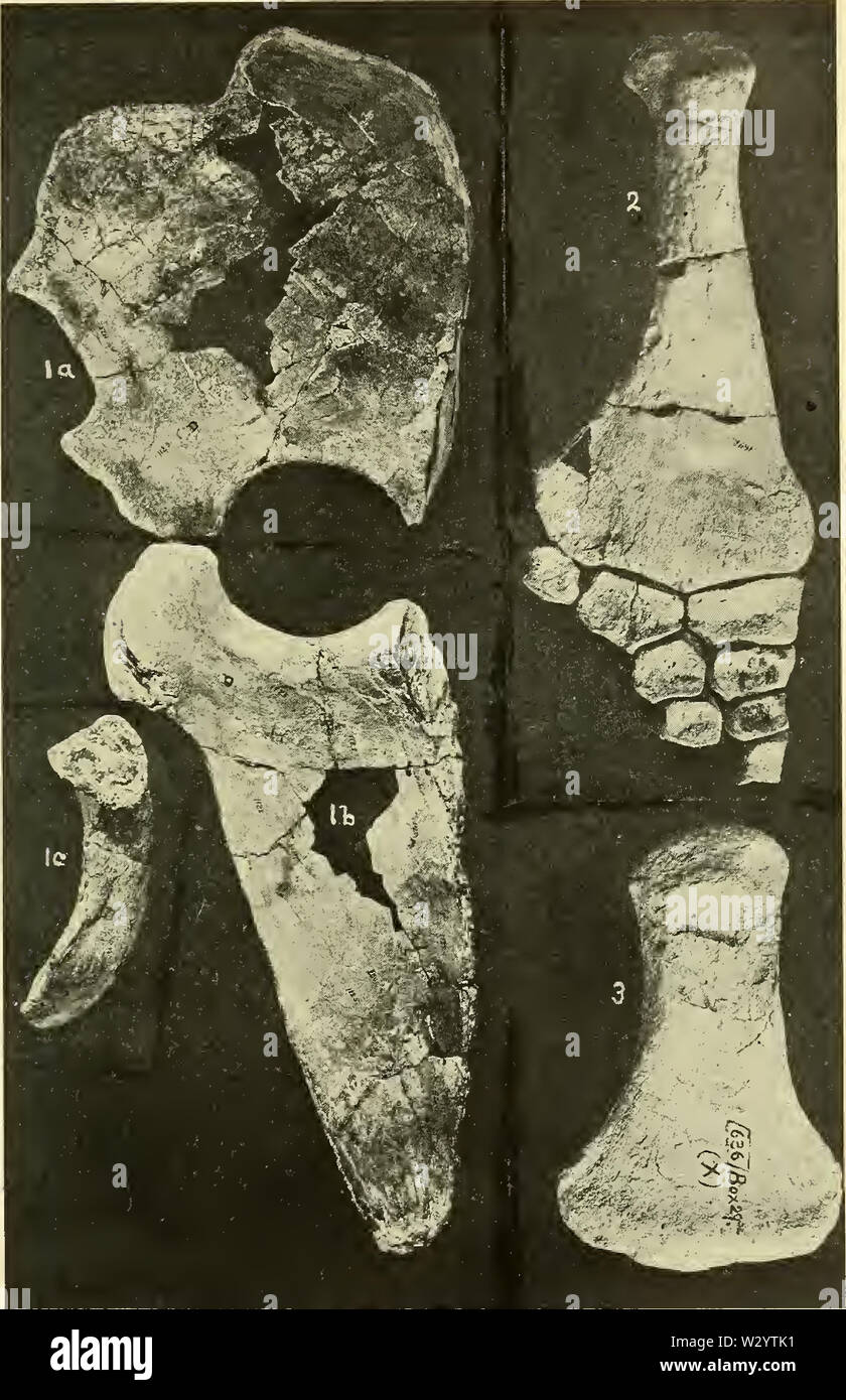 North American Plesiosaurs Elasmosaurus, Cimoliasaurus, and Polycotylus ...