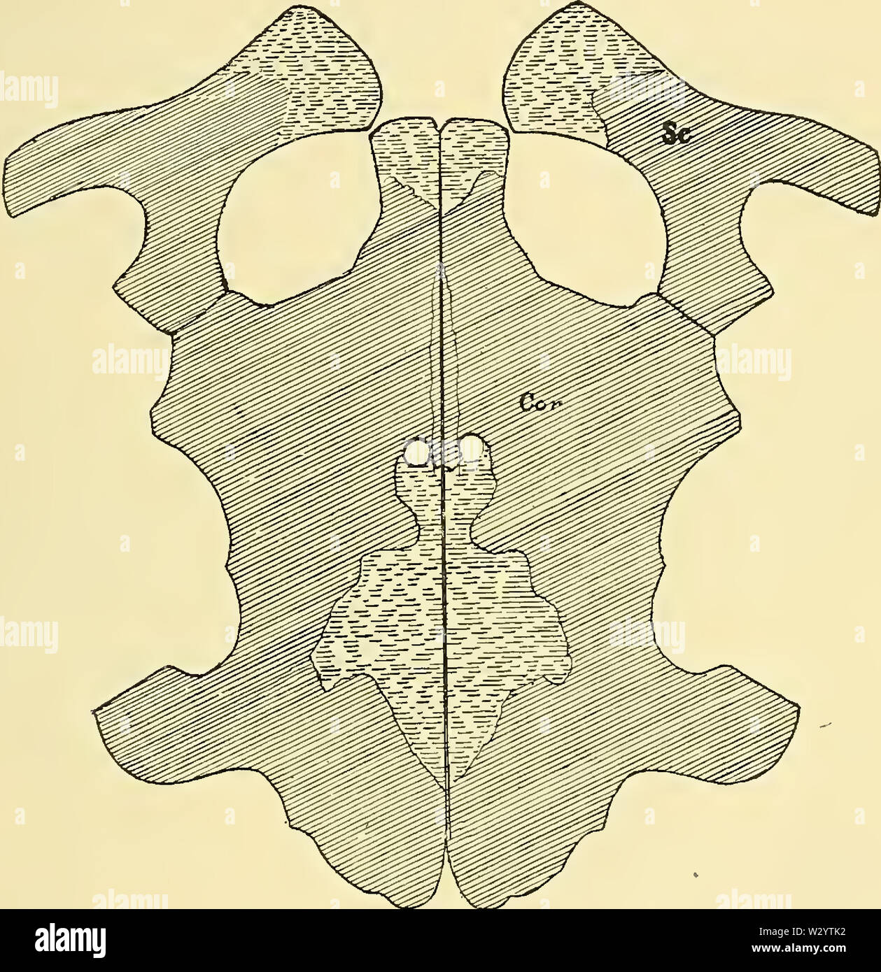 North American Plesiosaurs Elasmosaurus, Cimoliasaurus, and Polycotylus ...