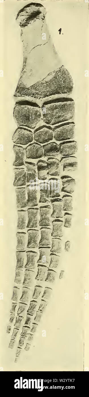 North American Plesiosaurs Elasmosaurus, Cimoliasaurus, and Polycotylus ...