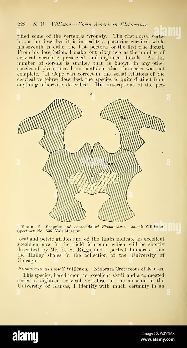 North American Plesiosaurs Elasmosaurus, Cimoliasaurus, and ...