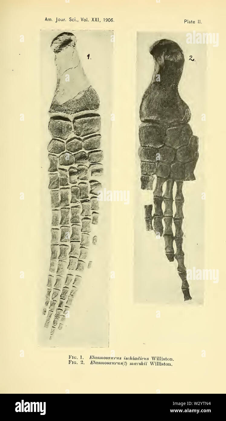 North American Plesiosaurs Elasmosaurus, Cimoliasaurus, and ...