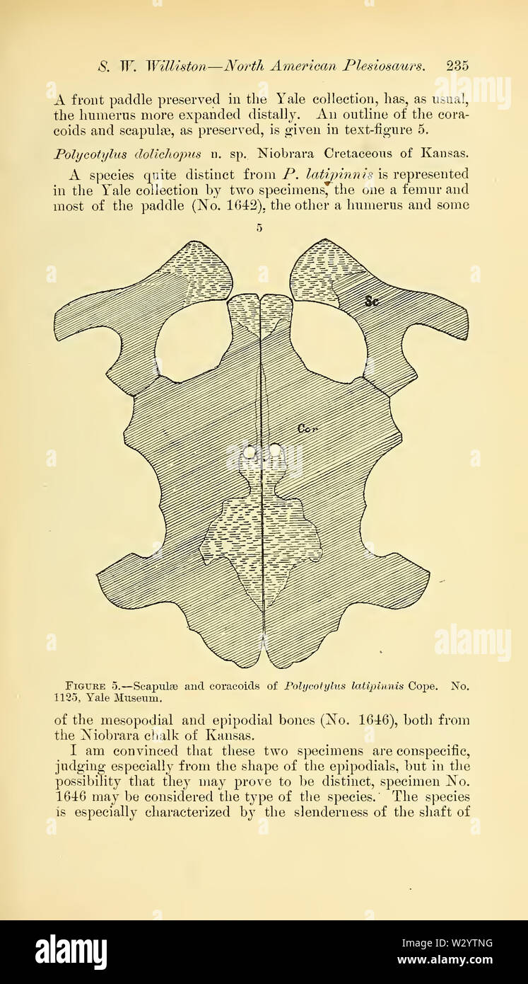 North American Plesiosaurs Elasmosaurus, Cimoliasaurus, and ...