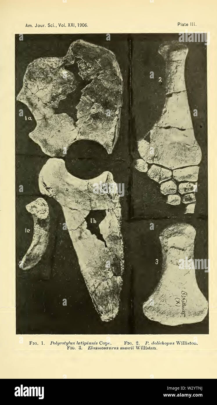 North American Plesiosaurs Elasmosaurus, Cimoliasaurus, and ...