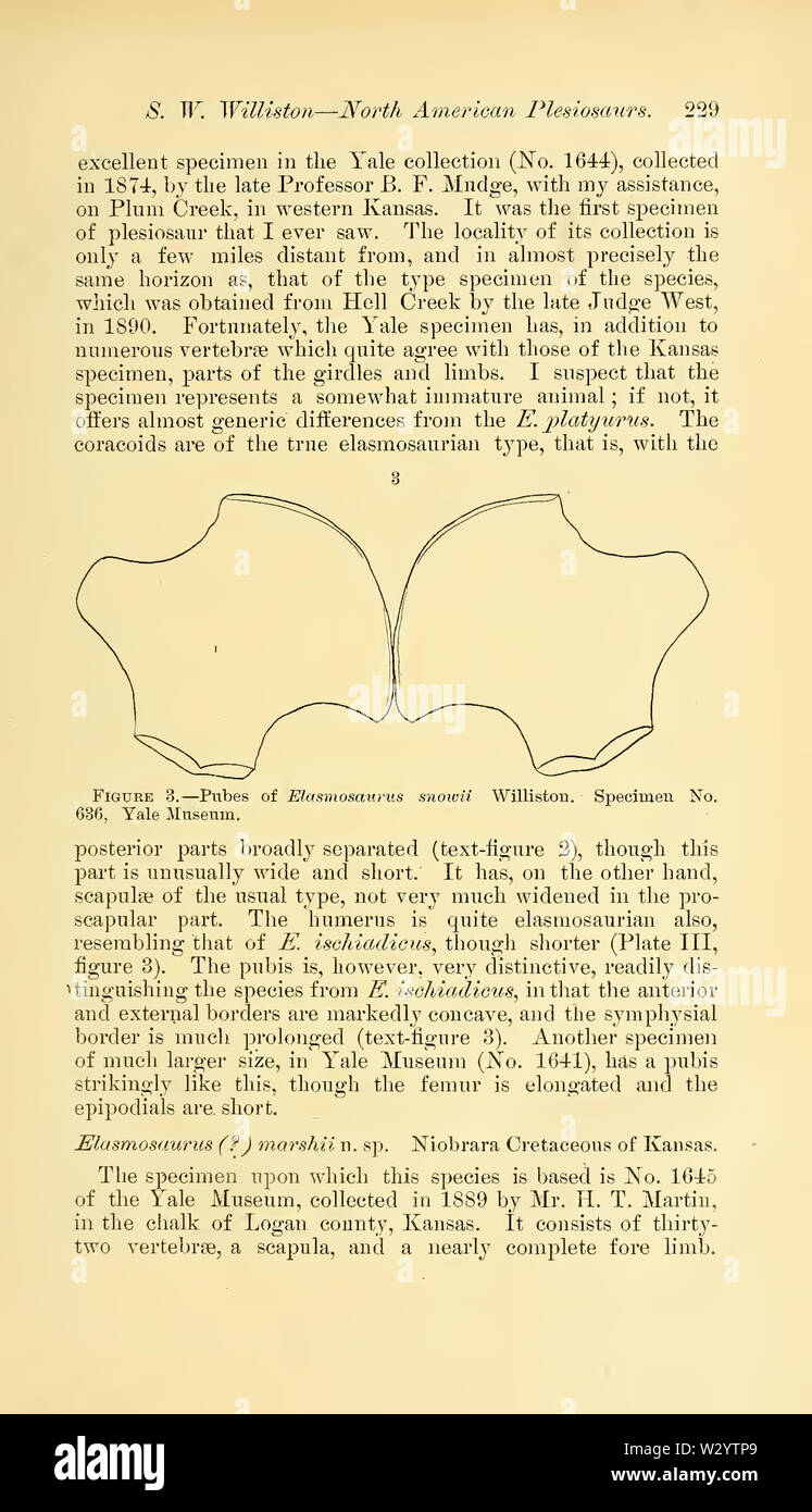 North American Plesiosaurs Elasmosaurus, Cimoliasaurus, and ...