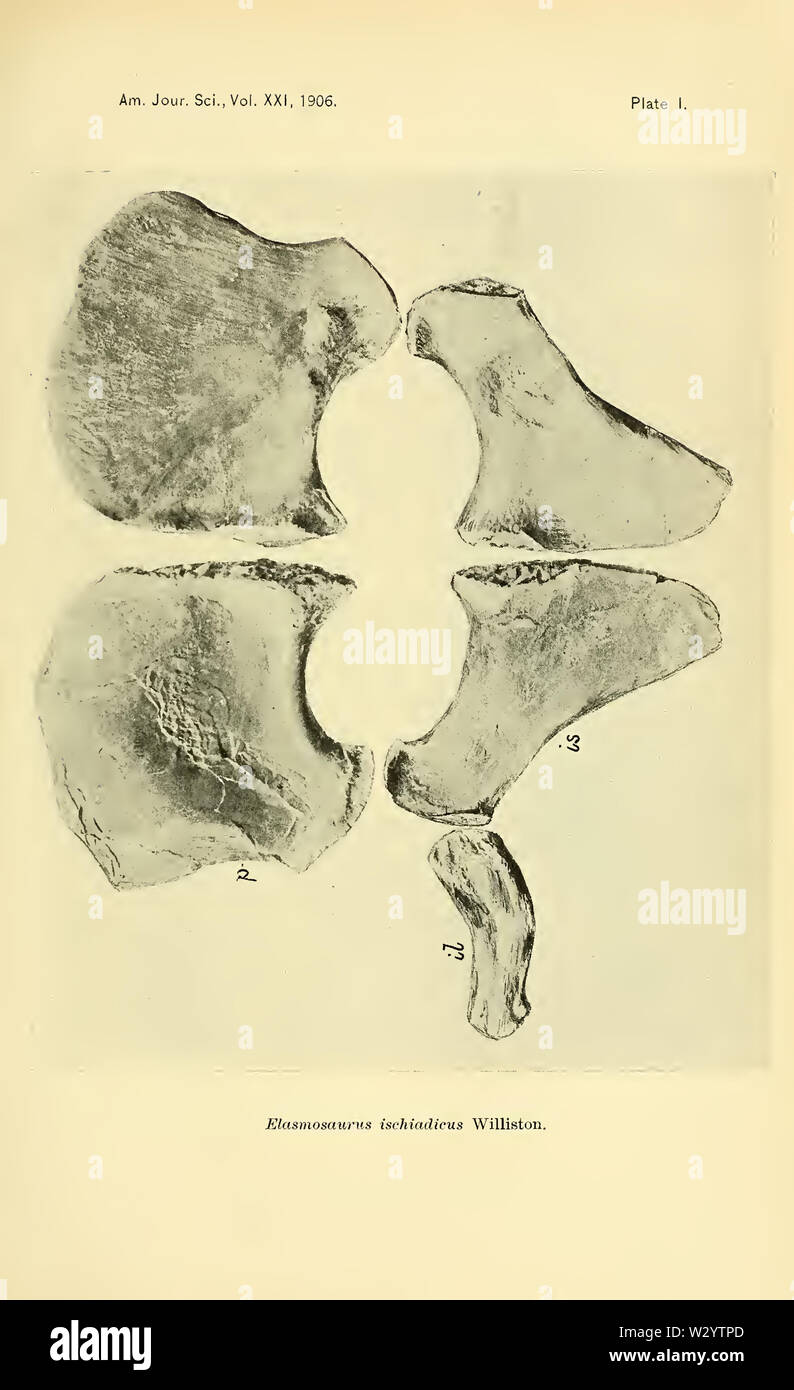 North American Plesiosaurs Elasmosaurus, Cimoliasaurus, and ...