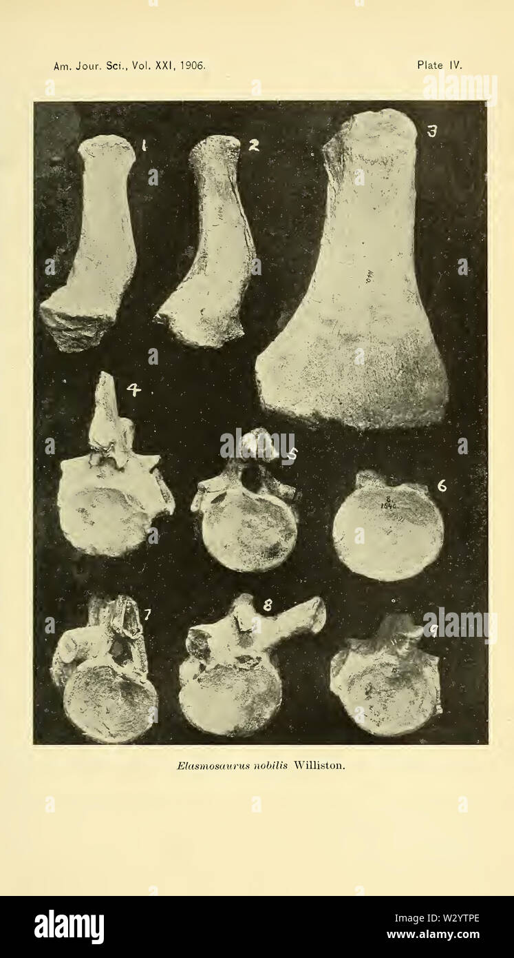 North American Plesiosaurs Elasmosaurus, Cimoliasaurus, and ...