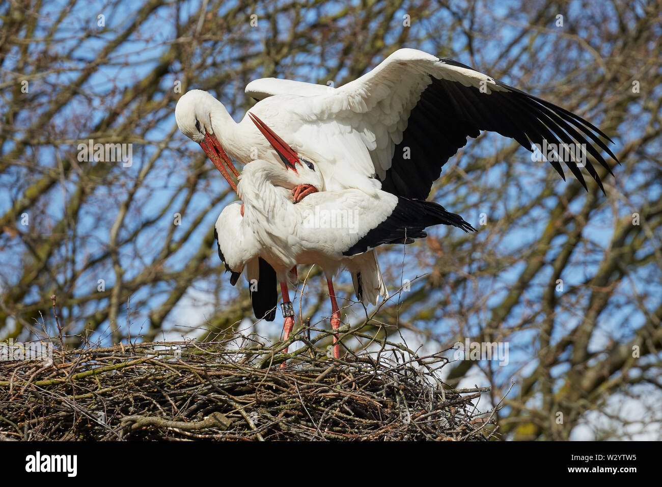 Two storks in a stork nest hi-res stock photography and images - Alamy