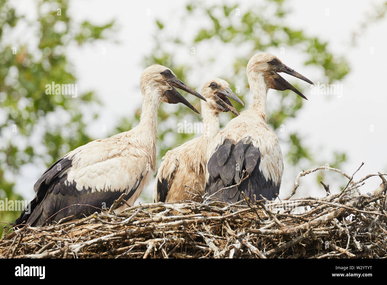 Baby with stork hi-res stock photography and images - Alamy