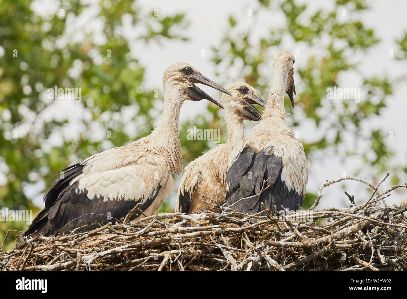 Baby with stork hi-res stock photography and images - Alamy