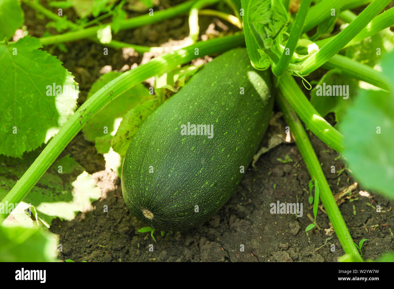 Green zucchini plant and fruit, close up Stock Photo - Alamy