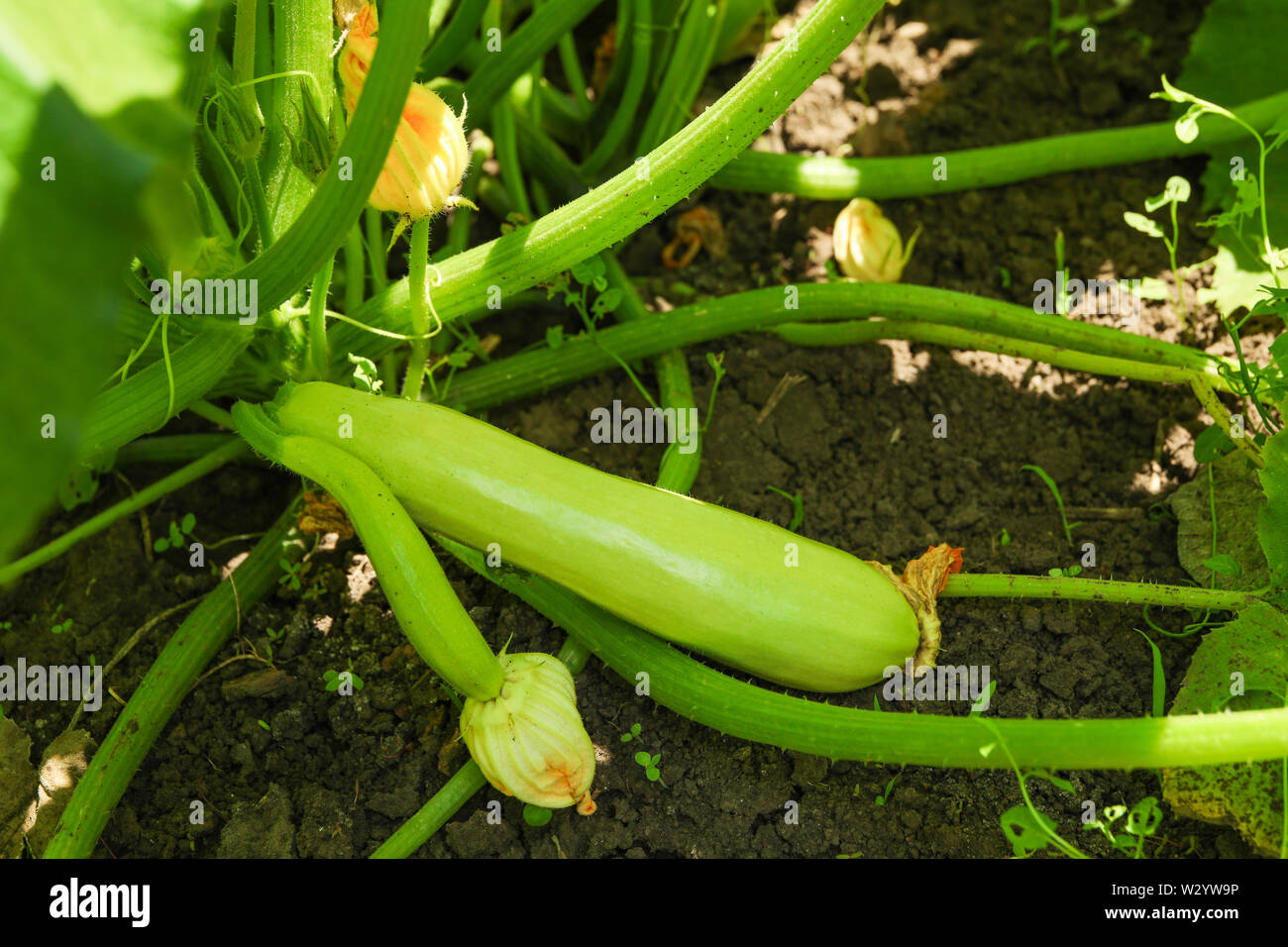 Green zucchini plant and fruit, close up Stock Photo - Alamy