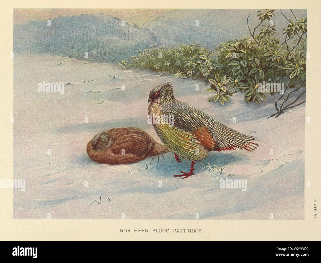George partridge hi-res stock photography and images - Alamy