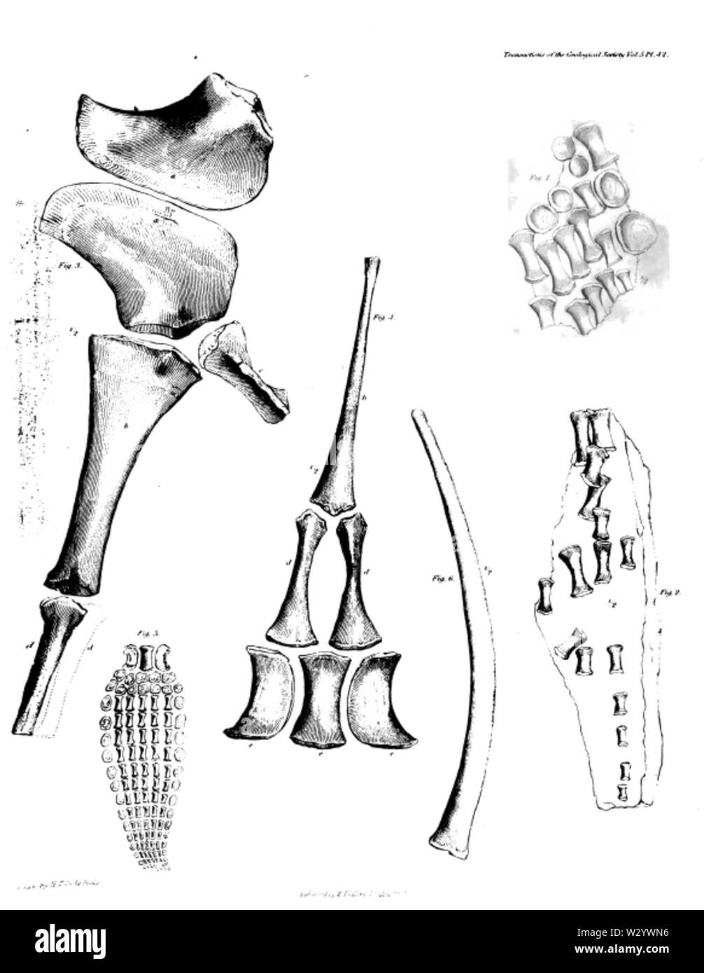 Study on fossil species Black and White Stock Photos & Images - Alamy