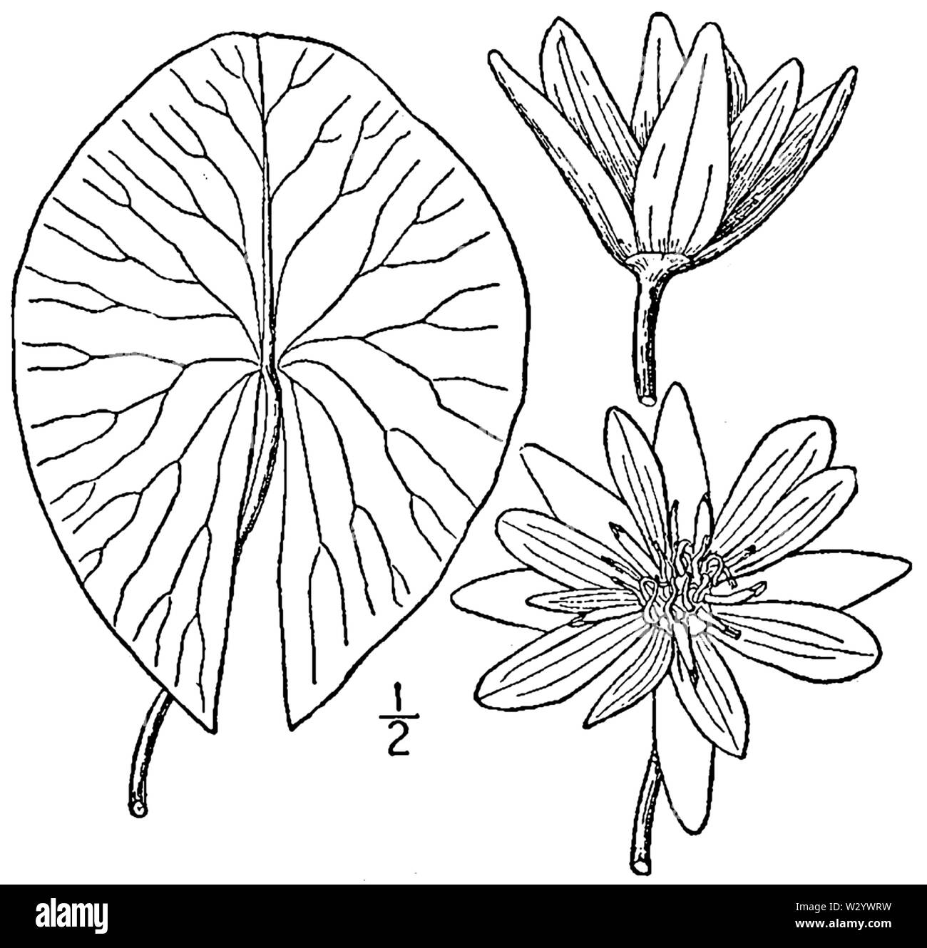 Nymphaea Black and White Stock Photos & Images - Alamy