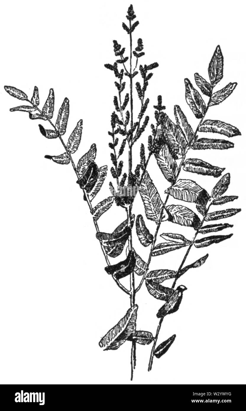 Wild green fern leaves Black and White Stock Photos & Images - Alamy