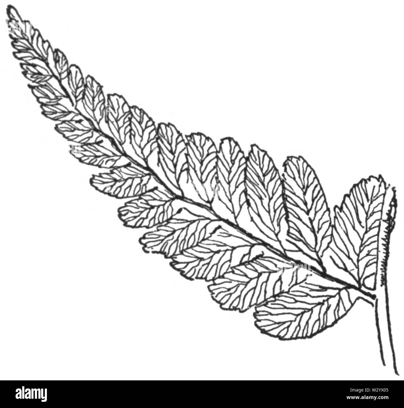 Venation in leaf Black and White Stock Photos & Images - Alamy