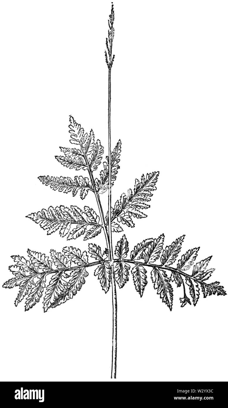 Botrychium virginianum hi-res stock photography and images - Alamy