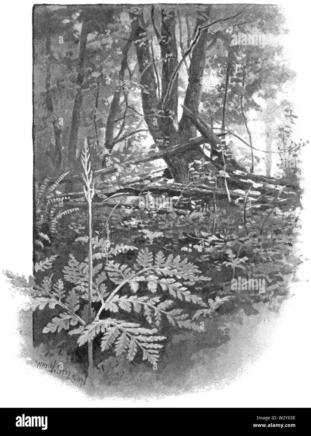 Botrychium virginianum hi-res stock photography and images - Alamy