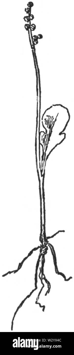 Botrychium simplex hi-res stock photography and images - Alamy