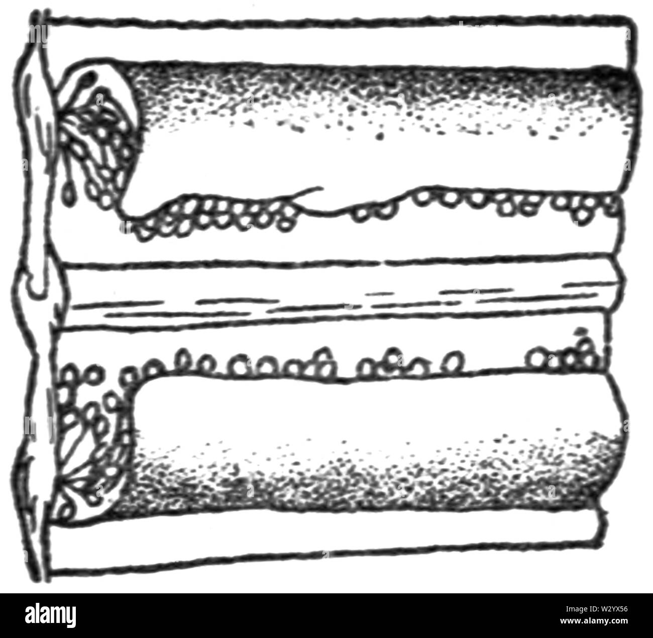 Fertile pinna hi-res stock photography and images - Alamy