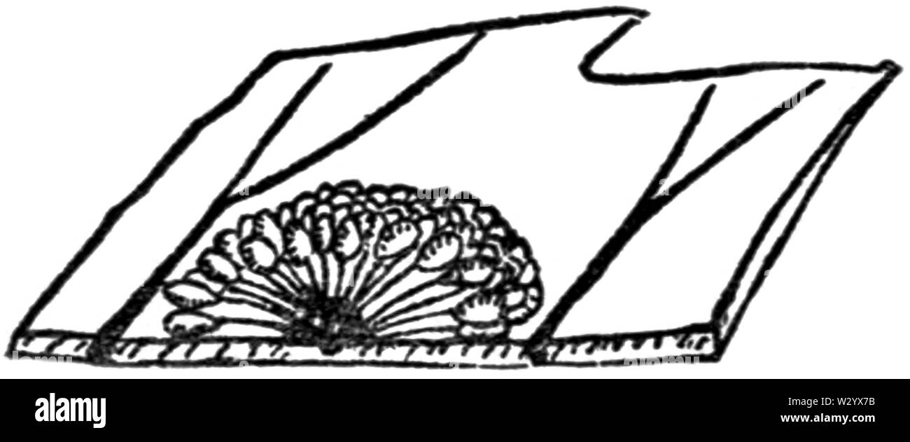 ONF Fig 01 - Sorus of Polypodium falcatum Stock Photo - Alamy