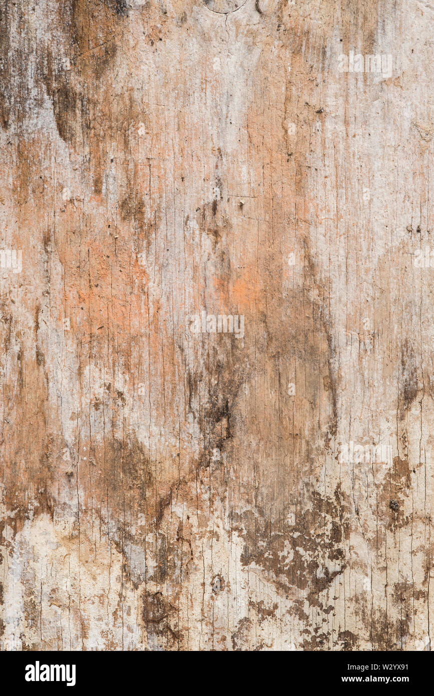Close up of an old sheet of plywood mottled with fungus and weathering ...