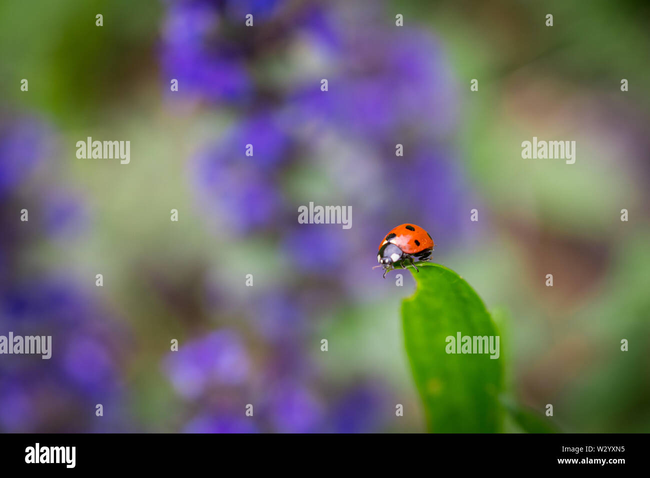 Closeup of red ladybug on top of green leaf with a soft blurred ...